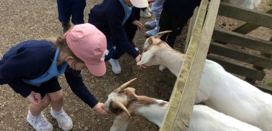 Discovery Primary Academy - Home